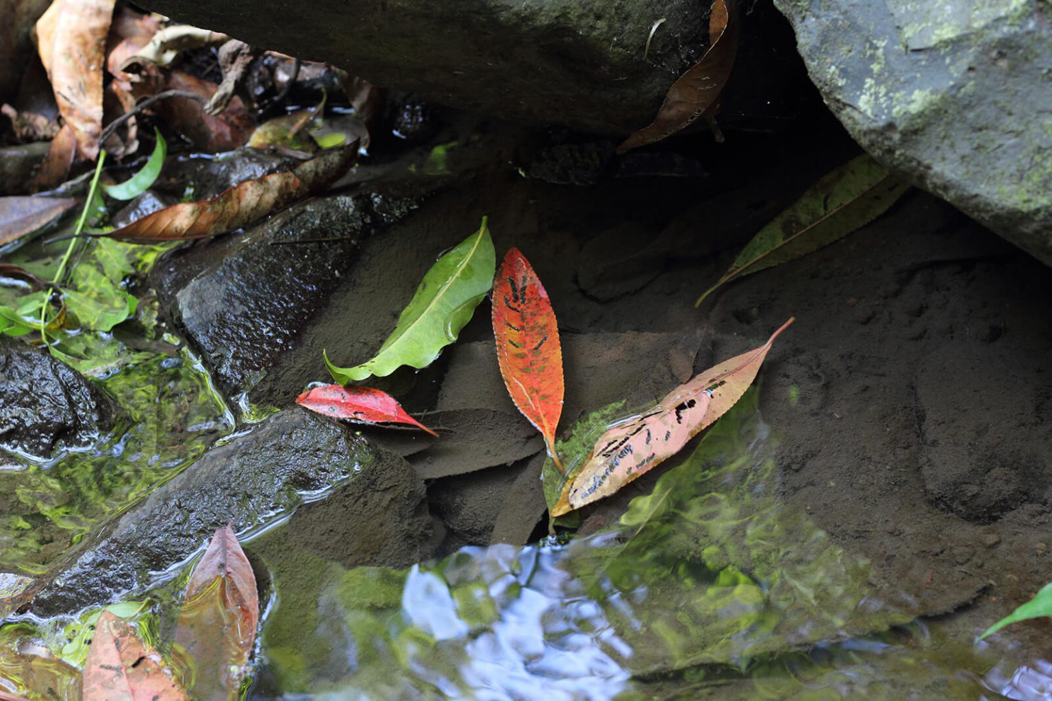 Cockspur-thorn - Land for Wildlife