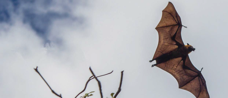 deadly-flying-fox - Land for Wildlife