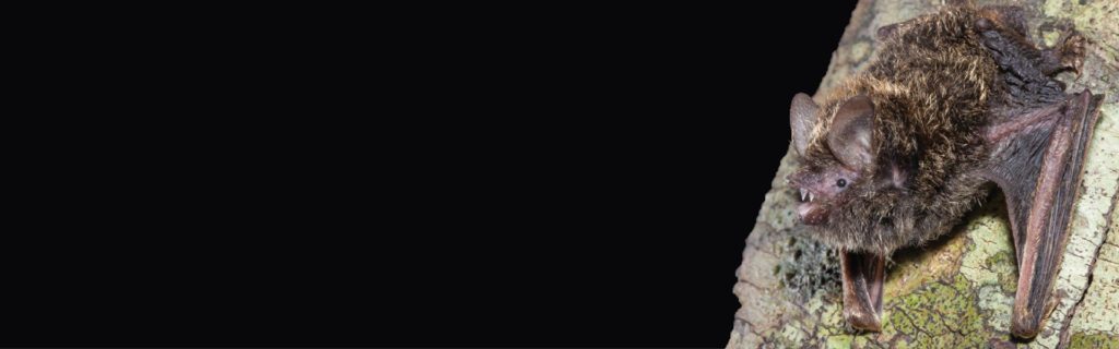 Golden Tipped Bats - Land for Wildlife