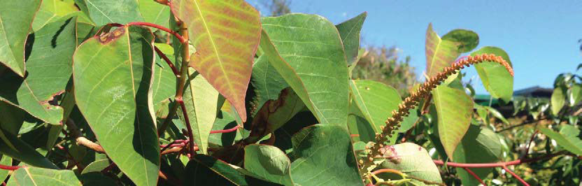 Flora Profile: Bleeding Heart - Land for Wildlife