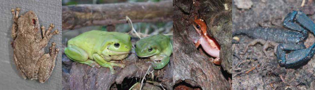 Property Profile: Encouraging frogs and expanding rainforest, near ...