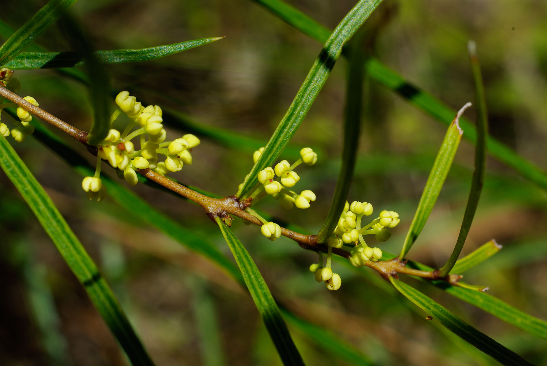 Property Profile: A Biodiversity Hotspot, Mt Crosby - Land for Wildlife