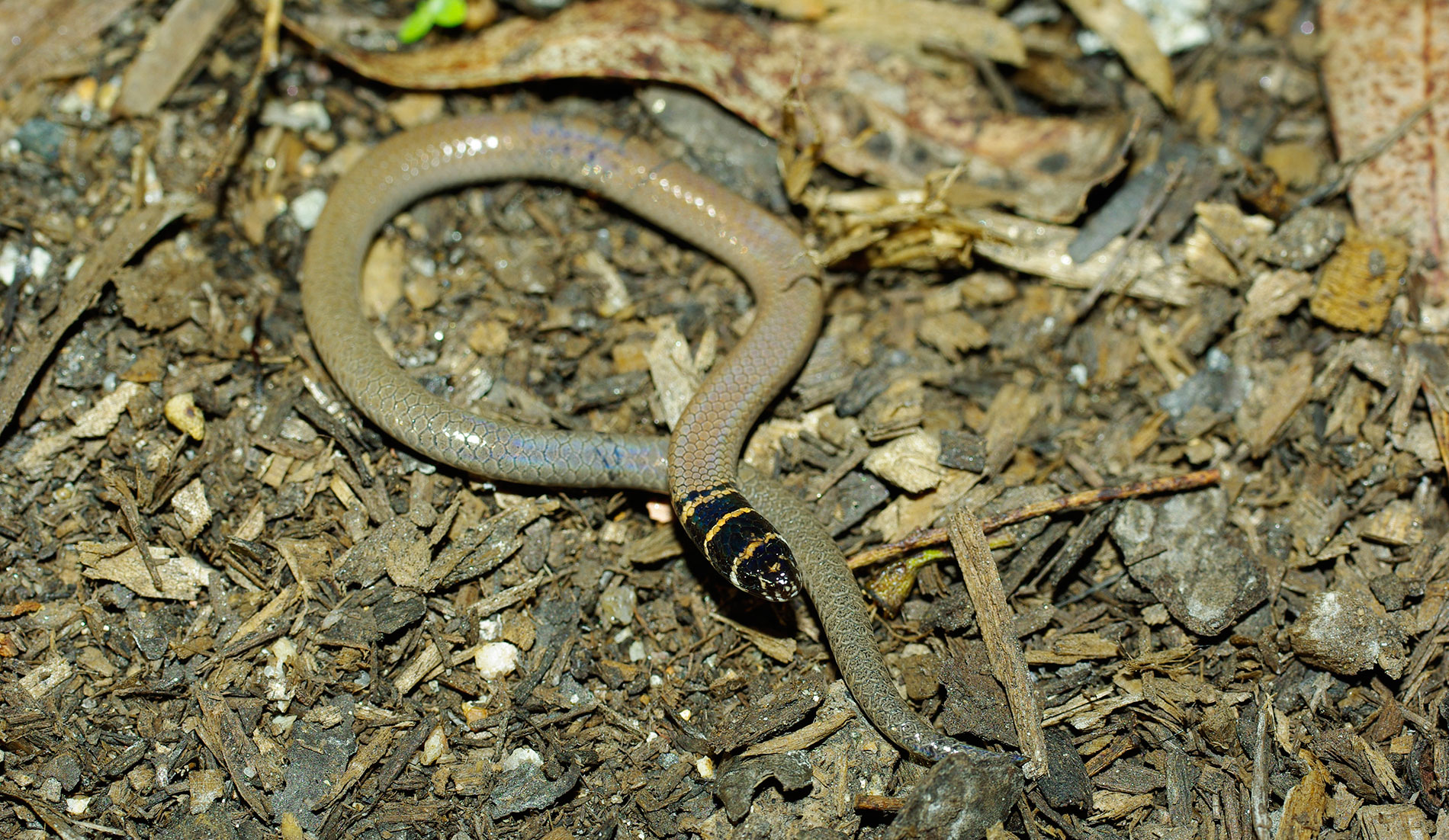 Landholders help protect the threatened Collared Delma - Land for Wildlife