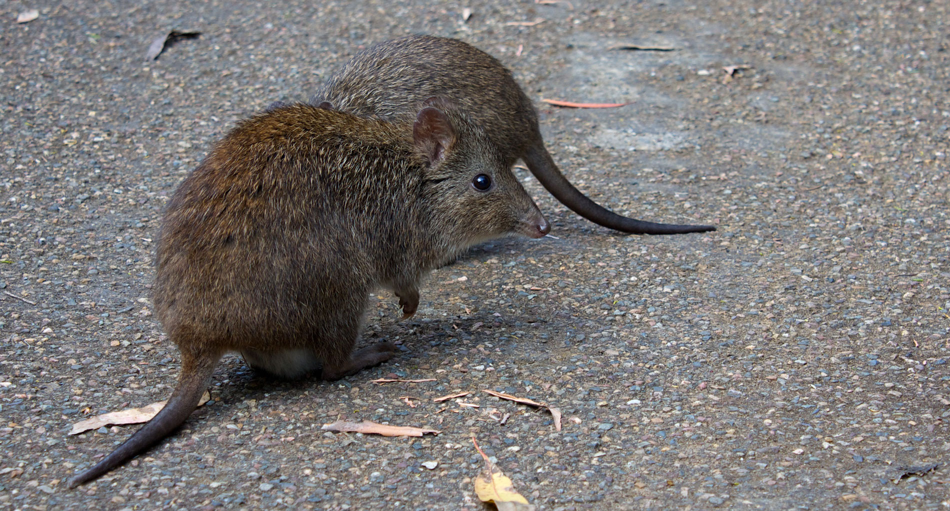 An Unsavoury Task Helps Potoroo Researchers - Land for Wildlife
