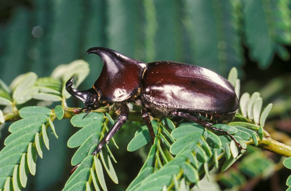Common Rhinoceros Beetle - Land for Wildlife