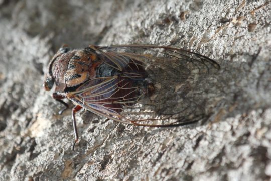 Cicada_Double Drummer - Land for Wildlife