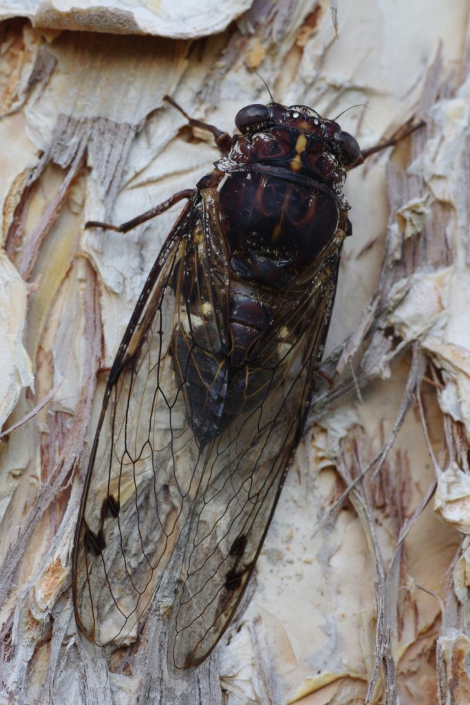 Cicadas of SEQ: The Song of Summer - Land for Wildlife