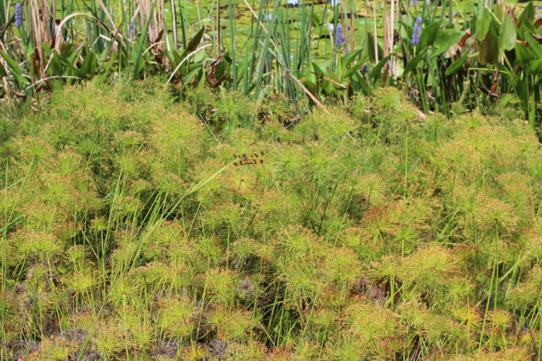 Dwarf Papyrus wetland - Land for Wildlife