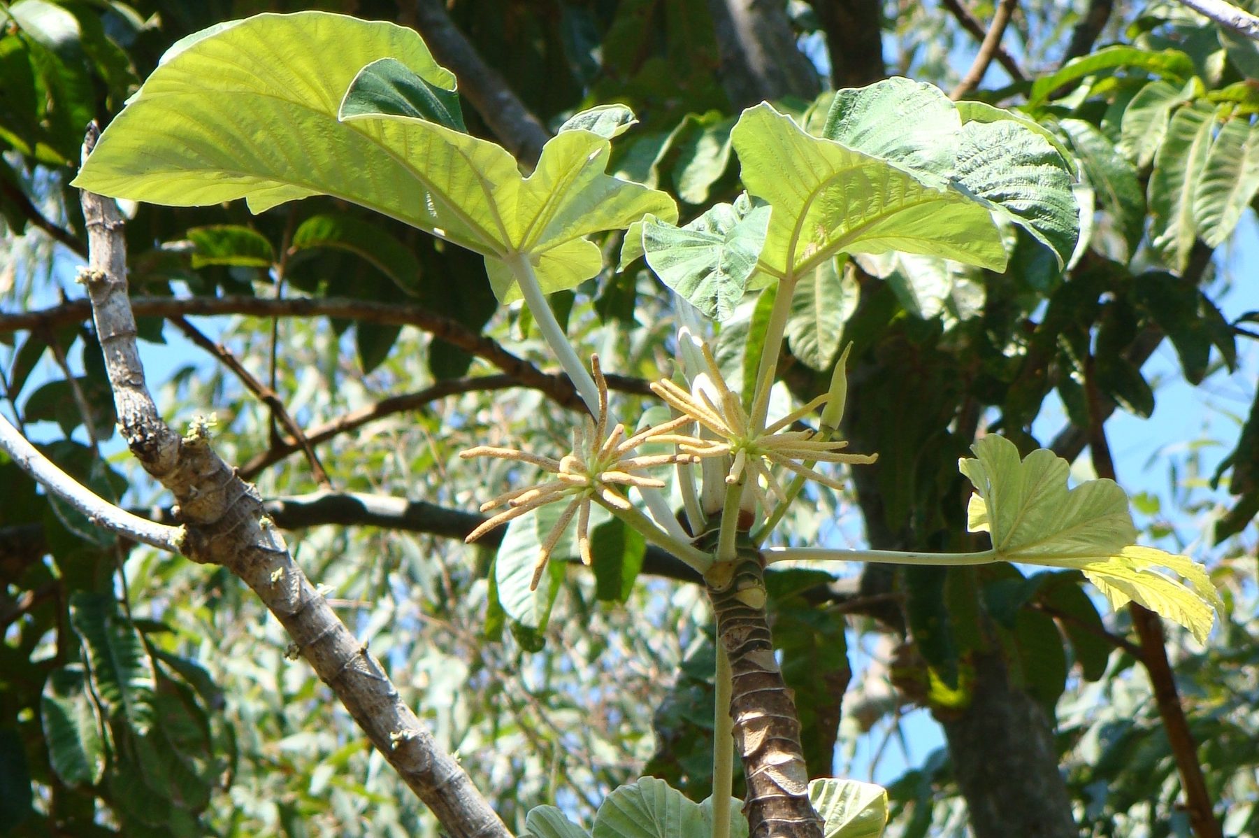 Weed profile - Mexican Bean Tree - Land for Wildlife