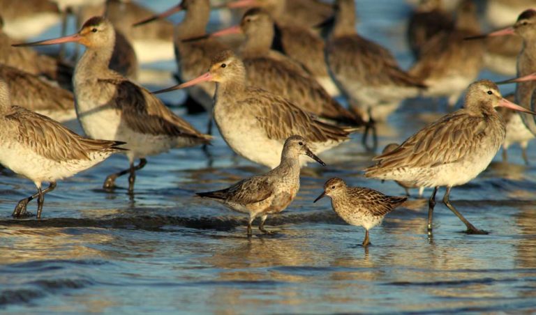 Migratory Shorebirds - Land for Wildlife