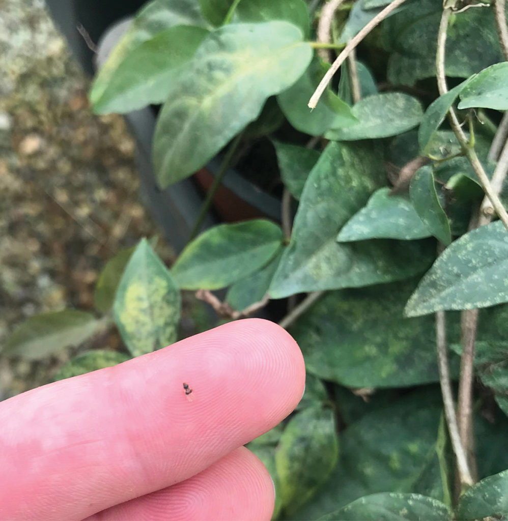 Madeira Vine and Cat's Claw Creeper: Biocontrol on the Sunshine Coast ...