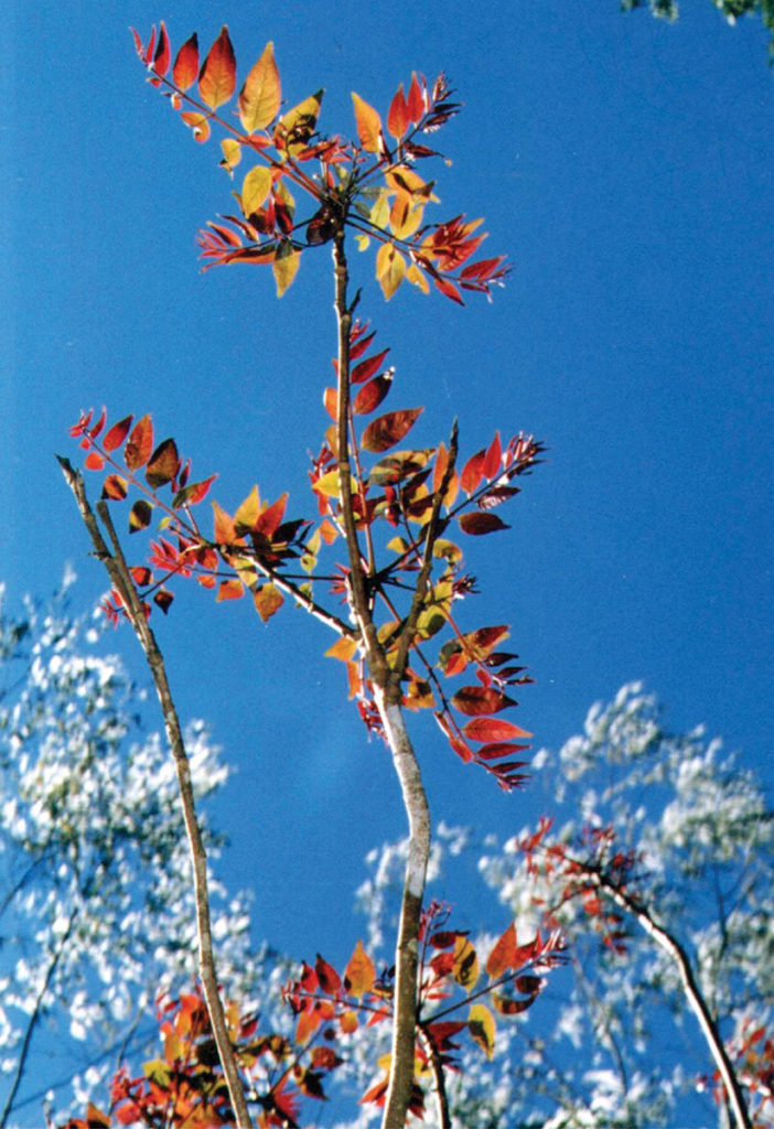 Red Cedar Trees - Land for Wildlife