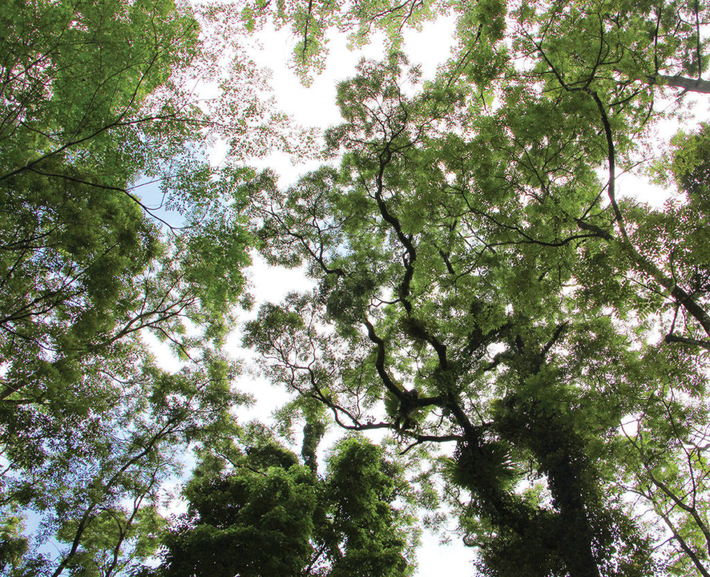 Red Cedar Trees - Land for Wildlife