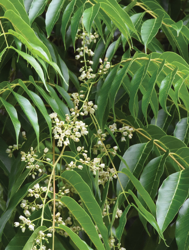 Red Cedar Trees - Land for Wildlife