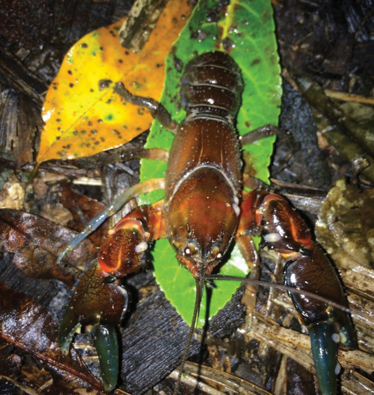 Spiny Crayfish - Land for Wildlife