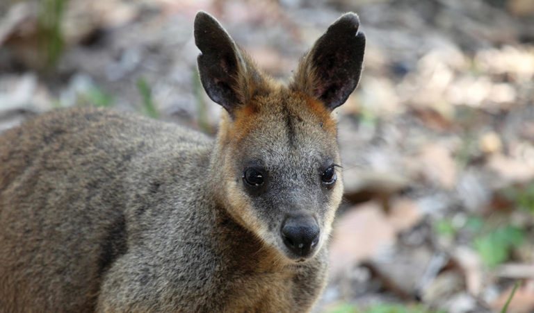 Macropods of SEQ - Land for Wildlife