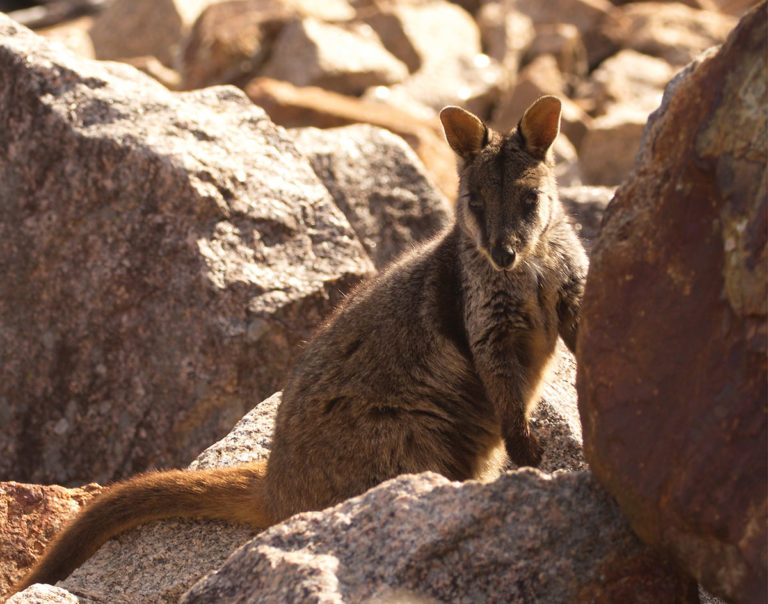 Macropods of SEQ - Land for Wildlife