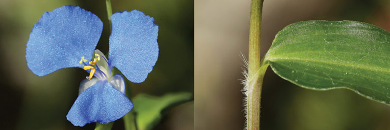 Native vs. Weedy Commelinas - Land for Wildlife