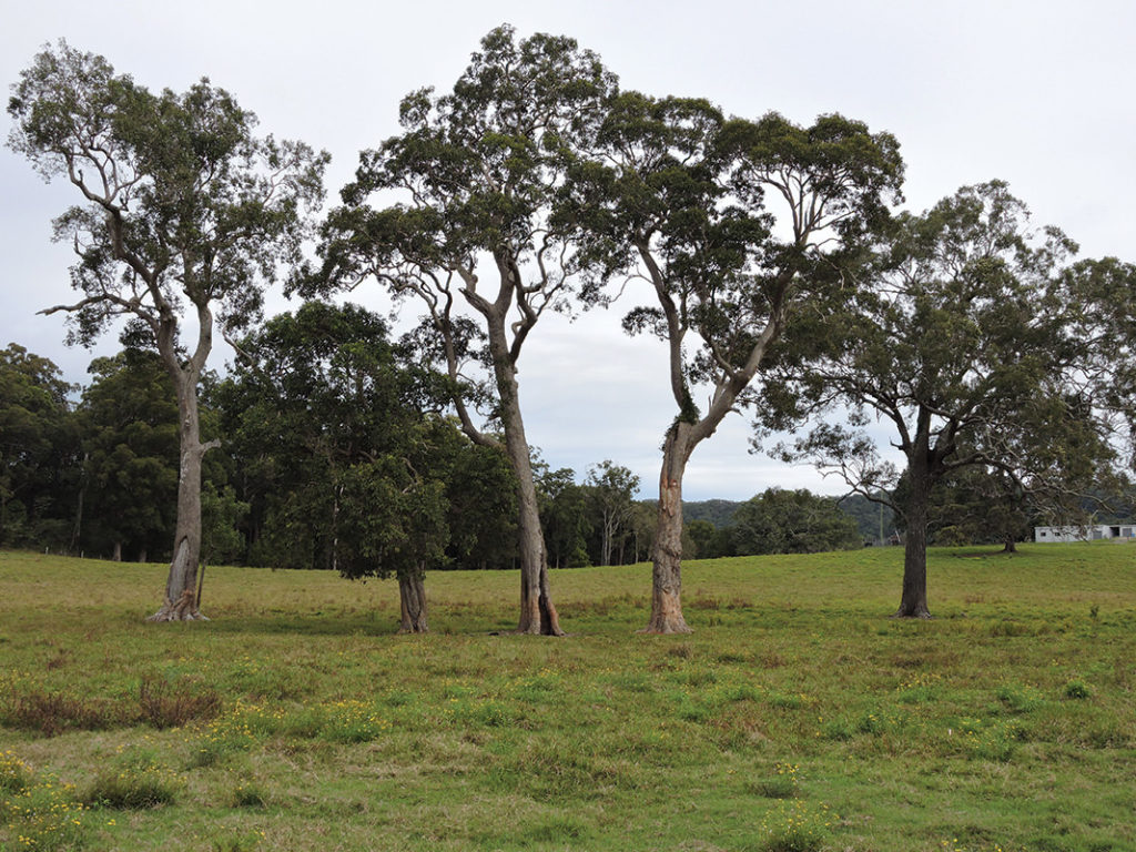 VeteranTree_SwampBox_DSC1255 - Land for Wildlife