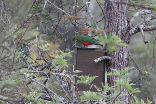 Wiley_Birds_KingParrot - Land for Wildlife