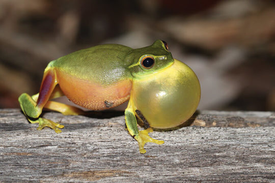 In Search of the Green-thighed Frog - Land for Wildlife