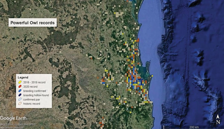 How many Powerful Owls are in SEQ? - Land for Wildlife