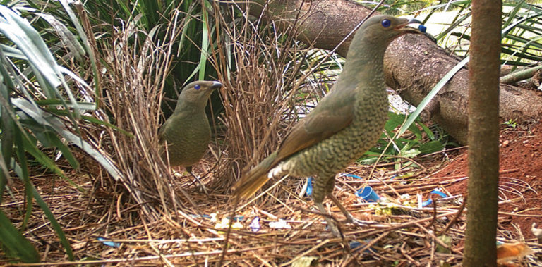 Young bowerbirds and their practice bowers - Land for Wildlife