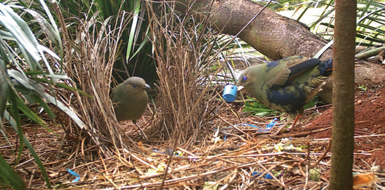 Young bowerbirds and their practice bowers - Land for Wildlife