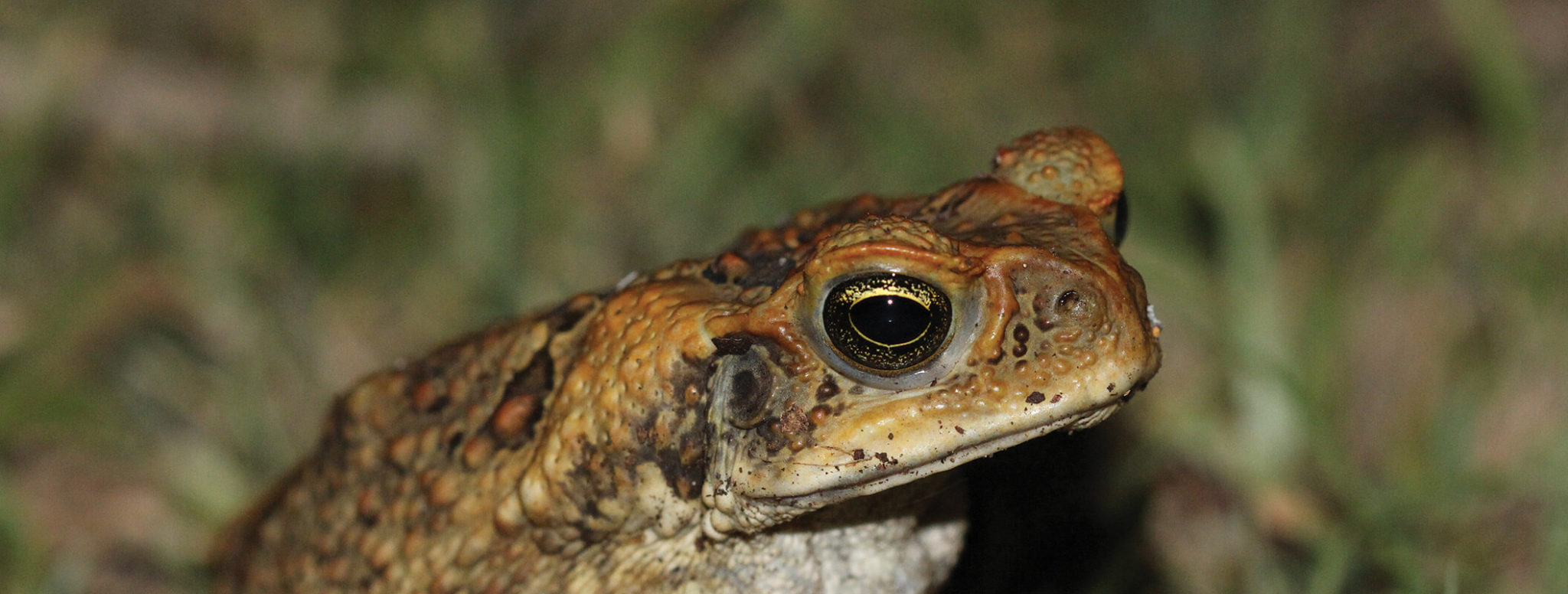 Cane-Toad - Land for Wildlife
