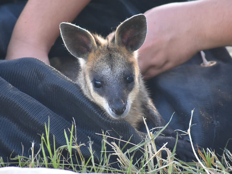 Macropod_Swampy-ready-for-release - Land for Wildlife