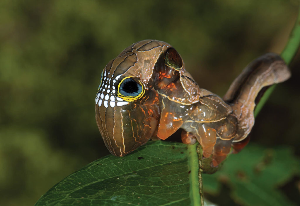 PUM_Phyllodes-imperialis-smithersi-larvae-Todd-Burrows - Land for Wildlife