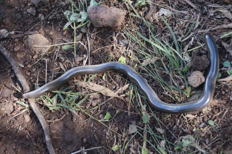 Fassifern Blind Snake - Land for Wildlife