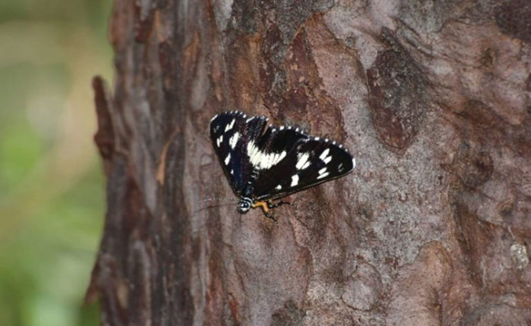 'Notchy' the Donovan's Day Moth - Land for Wildlife