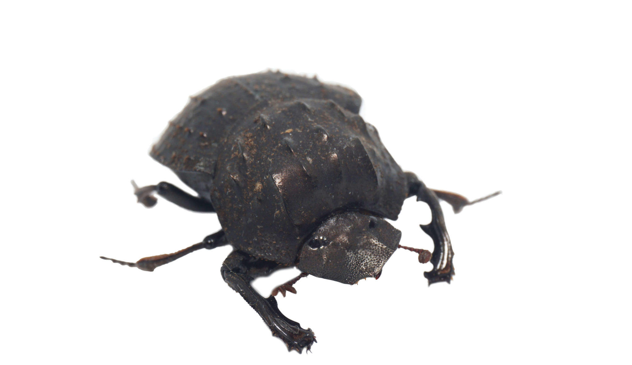 Dung Beetles - Land for Wildlife