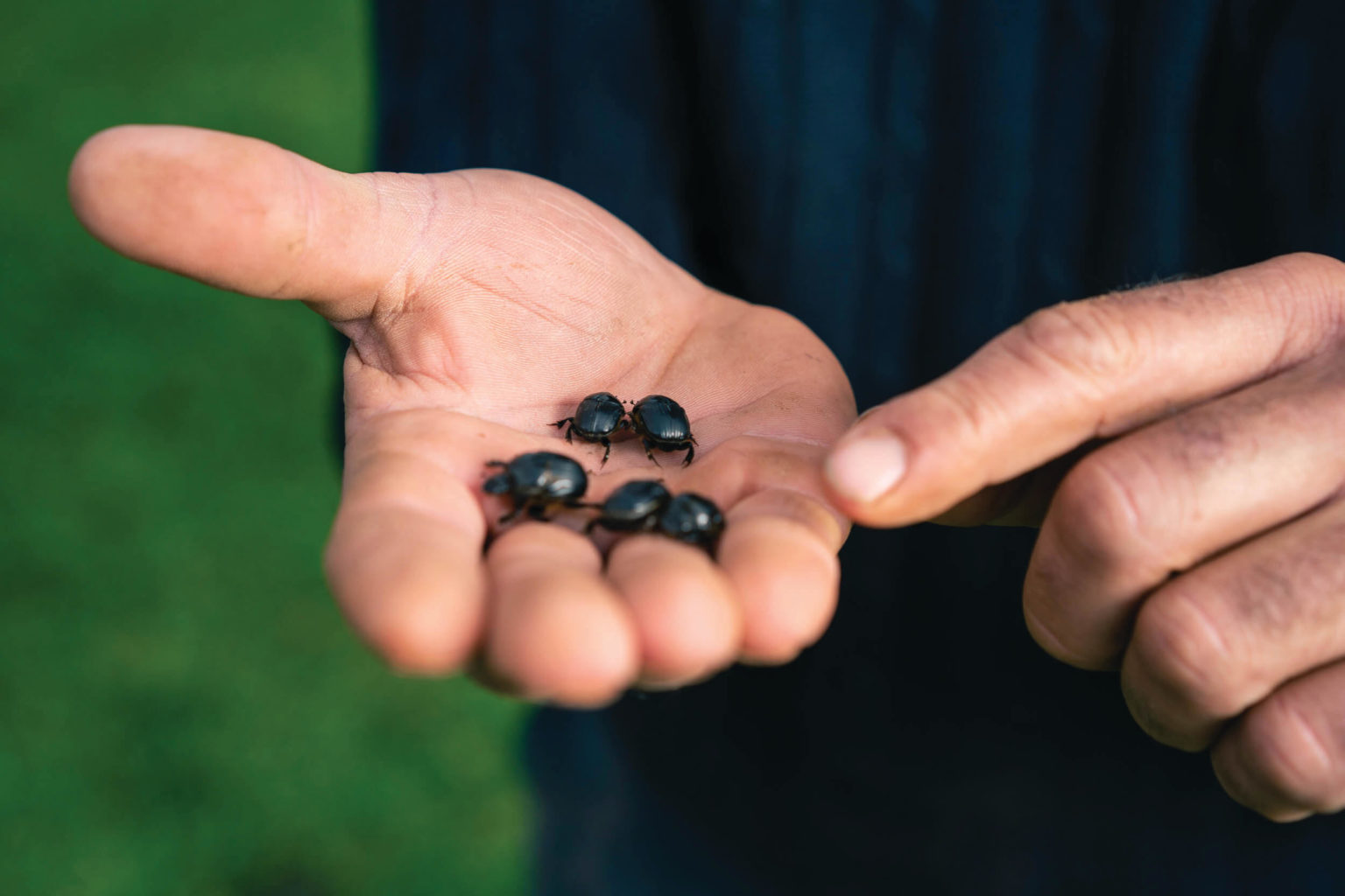 Dung Beetles - Land for Wildlife