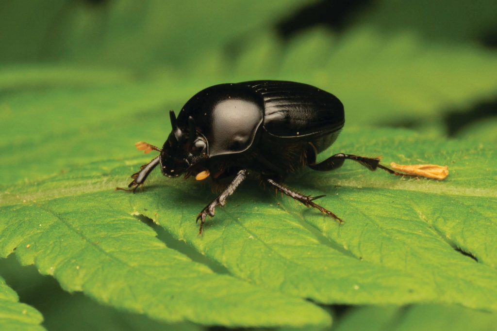 Dung Beetles - Land for Wildlife