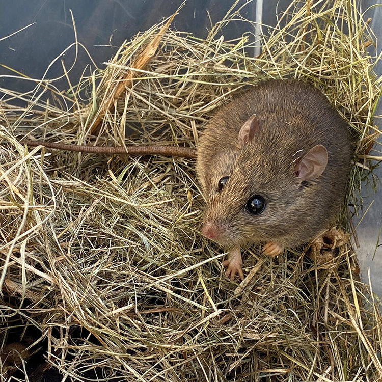 Pale Field Rats Land For Wildlife