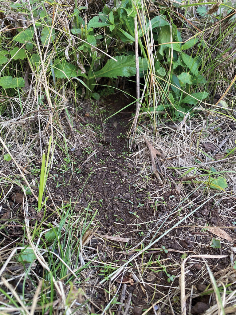 Pale Field Rats - Land for Wildlife