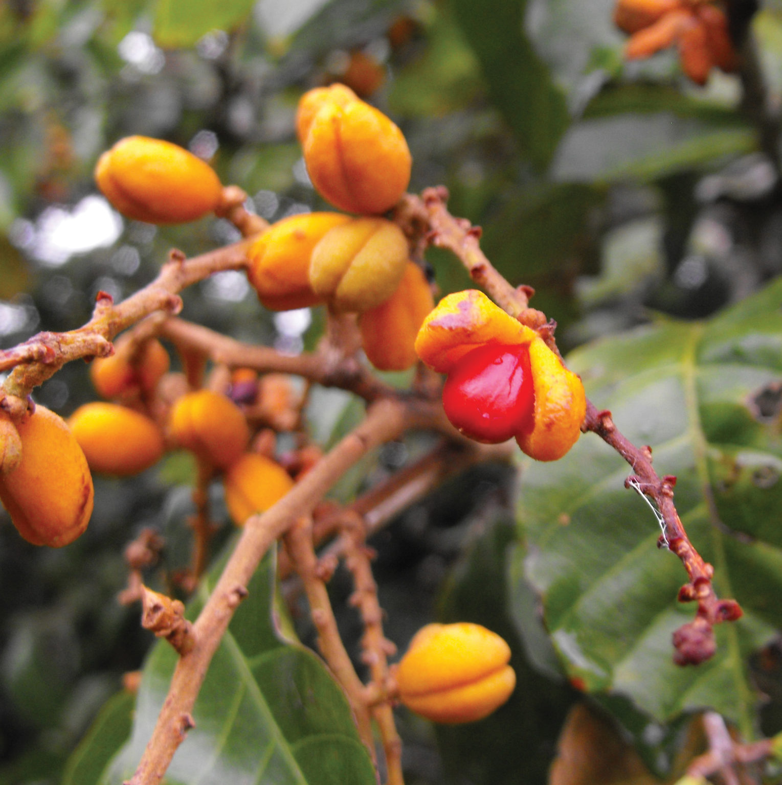 Fruity Arils - Land for Wildlife