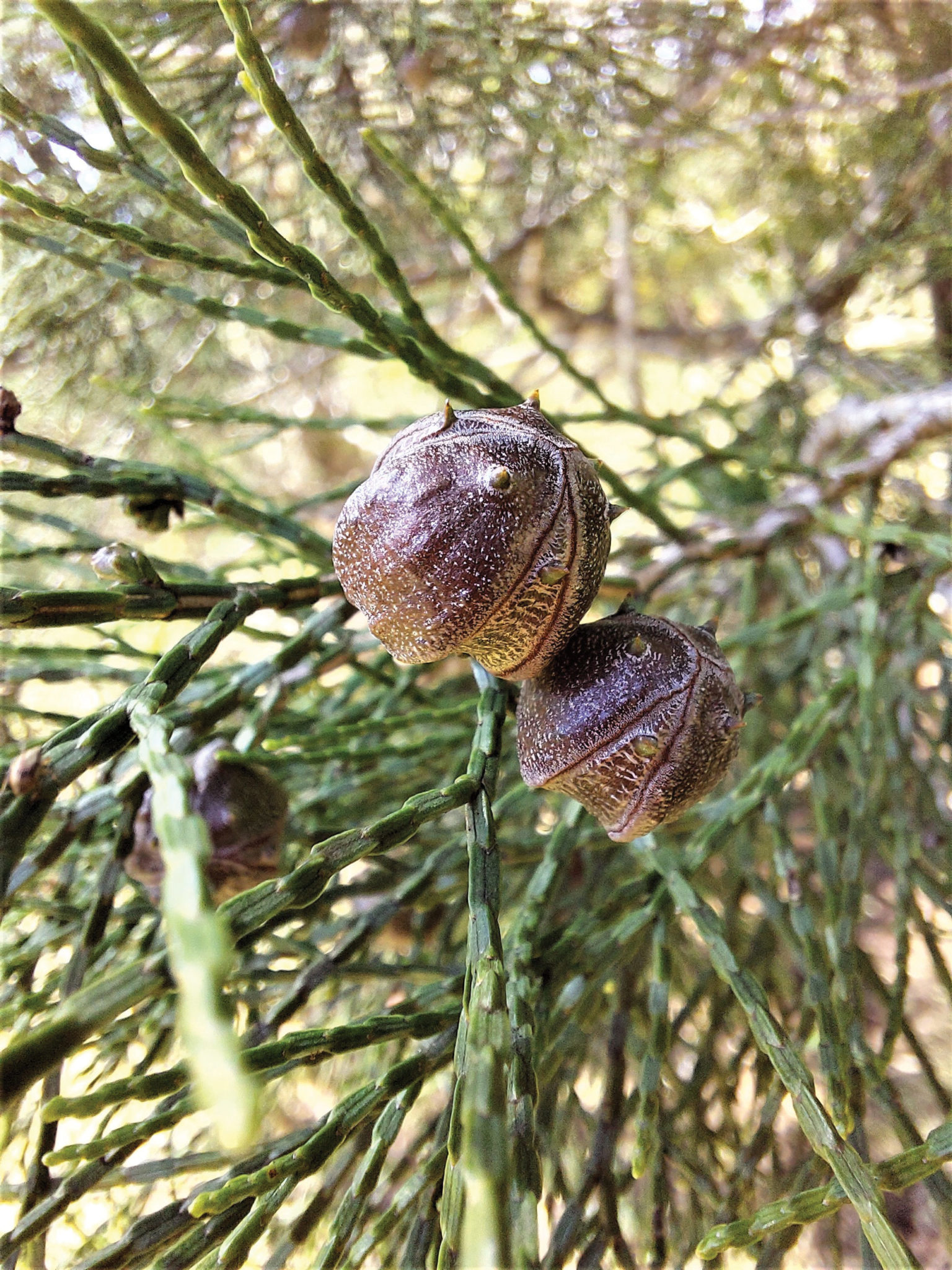 Baileys fruit - Land for Wildlife