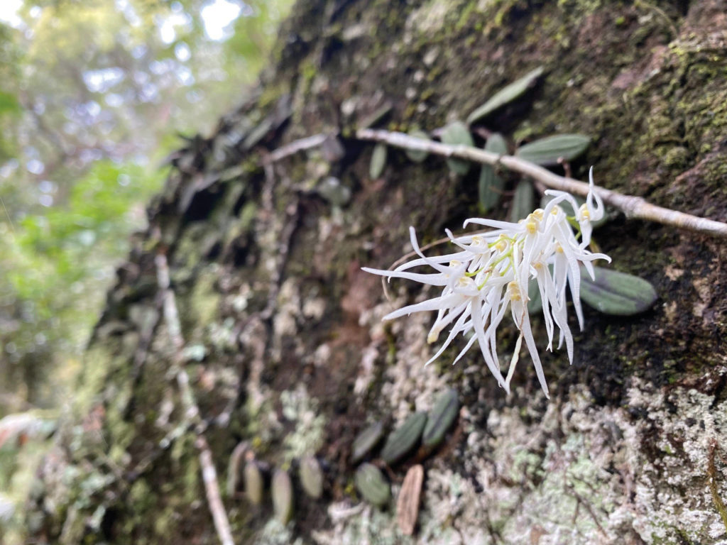 Orchids of SEQ - Land for Wildlife