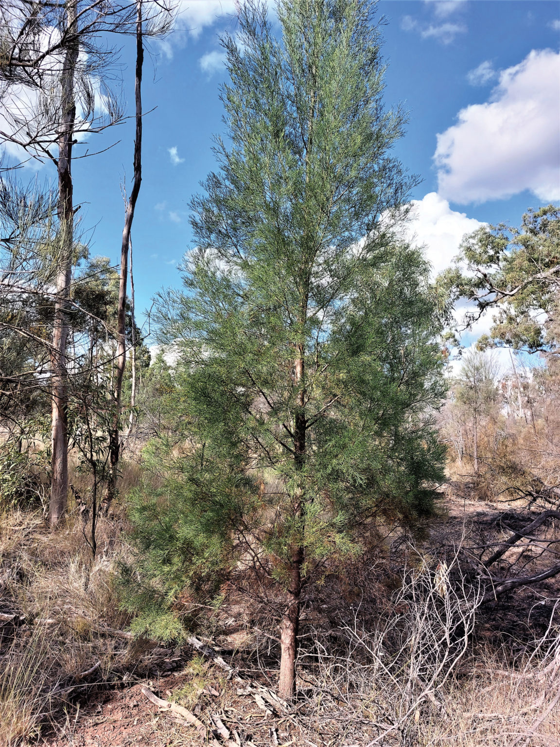 Bailey's and Other Cypress Trees of SEQ - Land for Wildlife