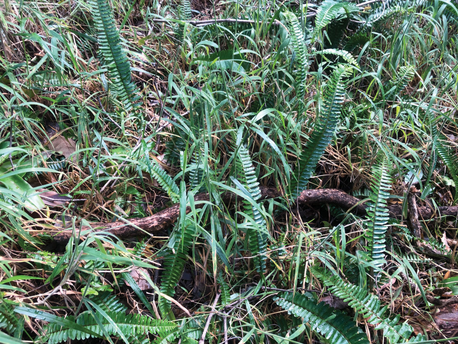 Fishbone Fern: a pioneer species? - Land for Wildlife