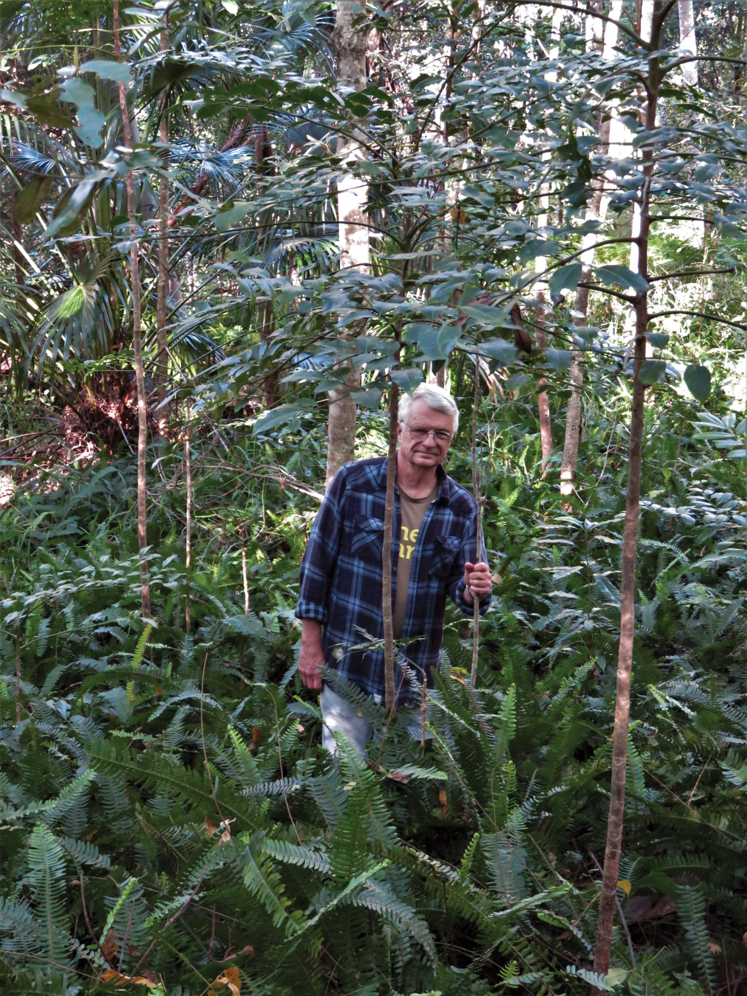 Fishbone Fern: a pioneer species? - Land for Wildlife