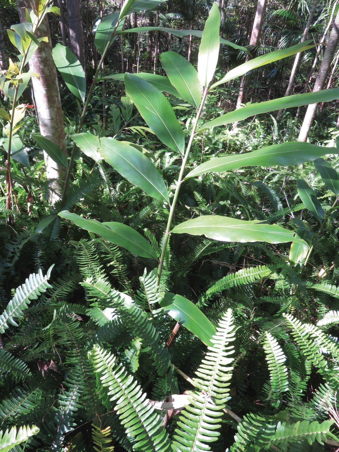 Fishbone Fern: a pioneer species? - Land for Wildlife