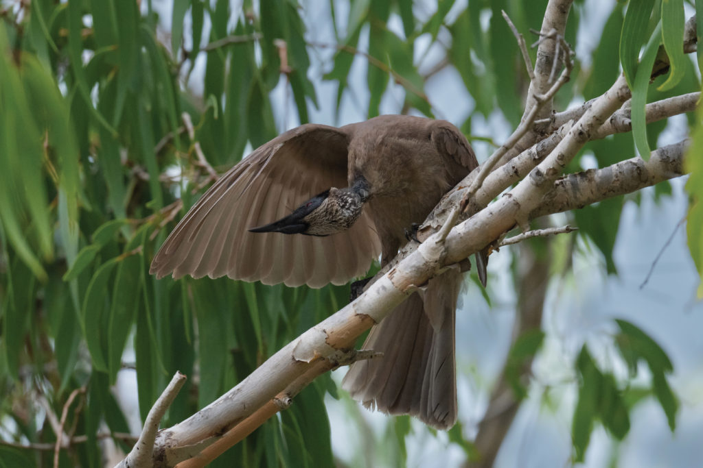 How birds keep their feathers healthy - Land for Wildlife