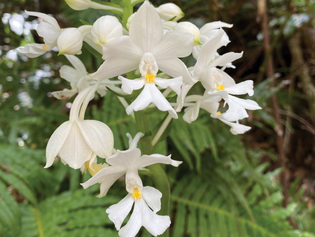 Orchid_C. trip. - Land for Wildlife