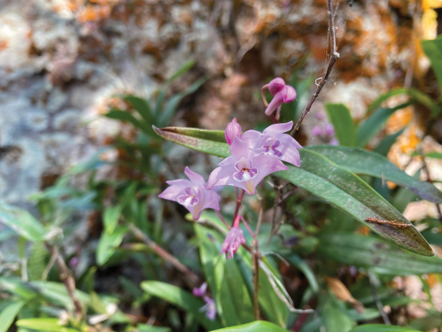 Orchids of SEQ - Land for Wildlife