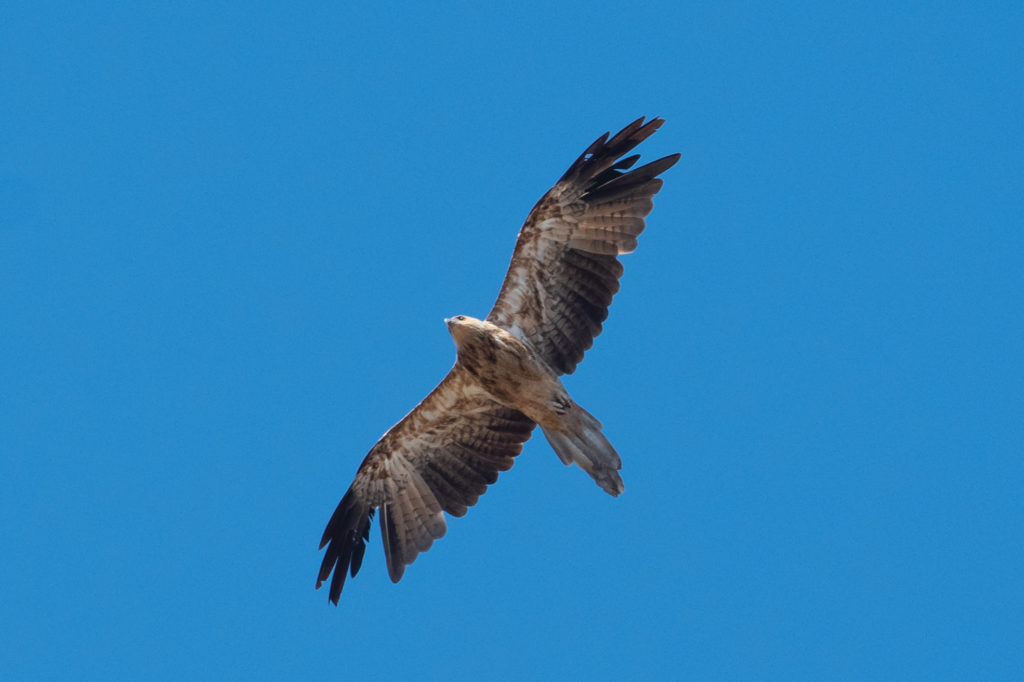 How birds keep their feathers healthy - Land for Wildlife