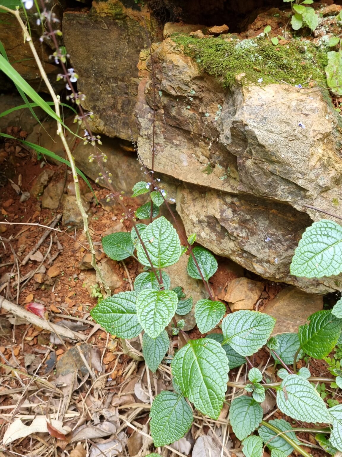 Brush-cutter vs. Coleus - Land for Wildlife